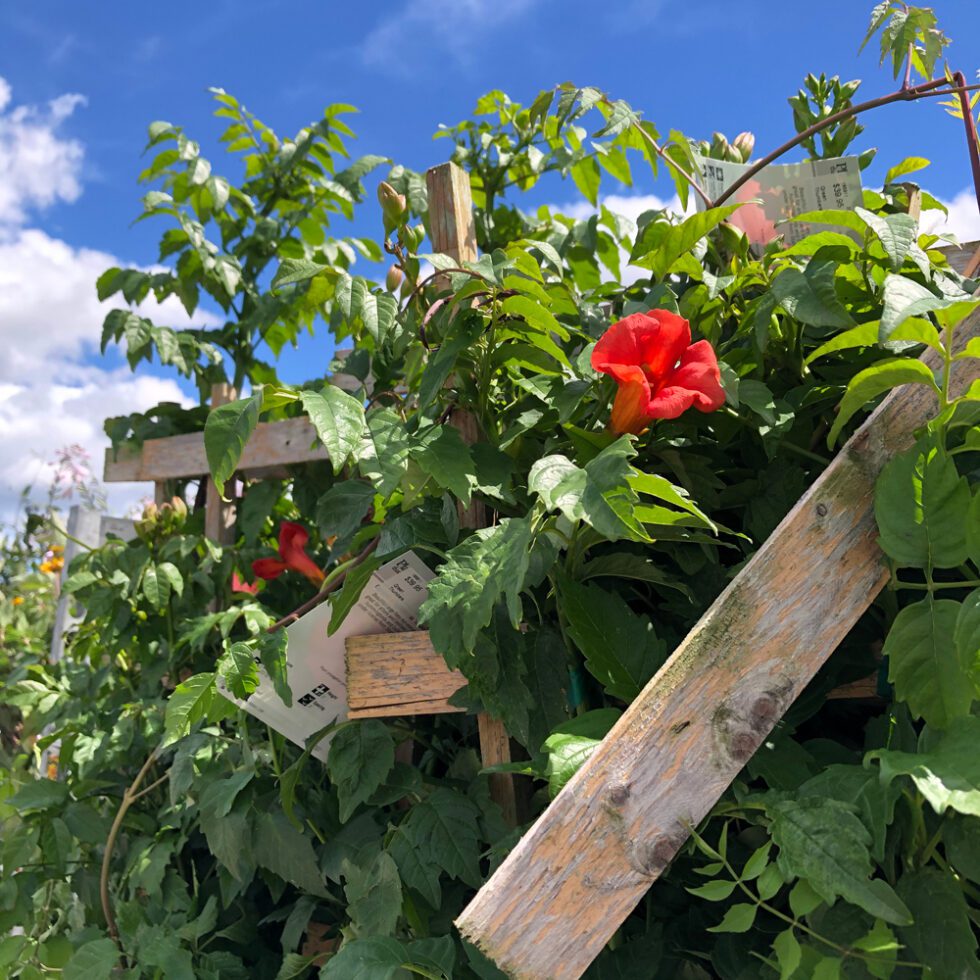 Nursery | The Green Thumbers